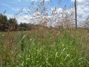 20 Most Common Weeds in Oklahoma: How to Identify and Control Them