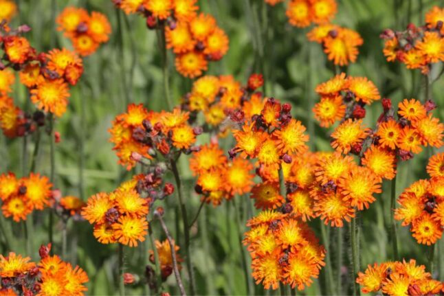 31 Most Common Weeds in Washington State: How to Identify and Control Them