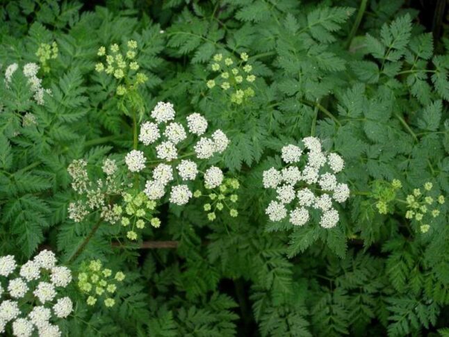31 Most Common Weeds in Washington State: How to Identify and Control Them