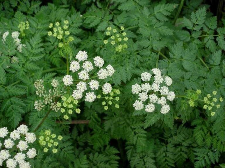31 Most Common Weeds in Washington State: How to Identify and Control Them