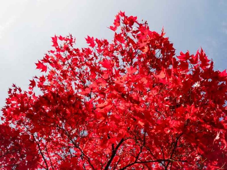 10 Best Trees to Plant in Missouri