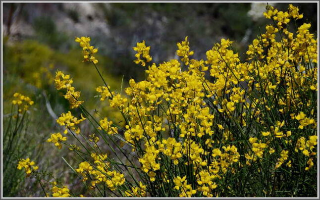 31 Most Common Weeds in Washington State: How to Identify and Control Them