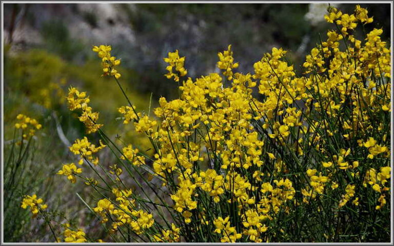 31 Most Common Weeds in Washington State: How to Identify and Control Them
