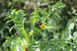 20 Most Common Weeds in Oklahoma: How to Identify and Control Them