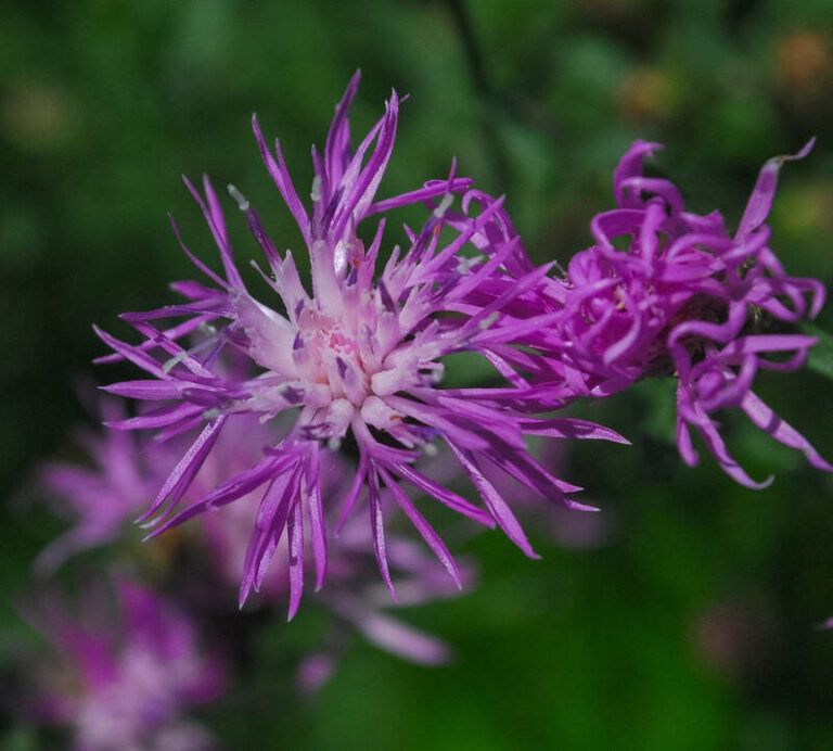 16 Common Weeds in Oregon: How to Identify and Control Them