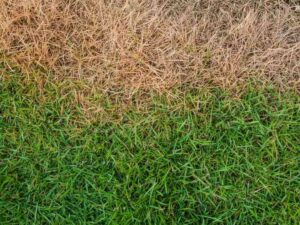 Dormant Grass vs. Dead Grass