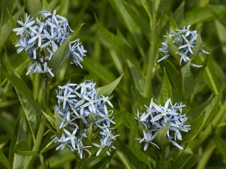 14 Best North Carolina Native Plants
