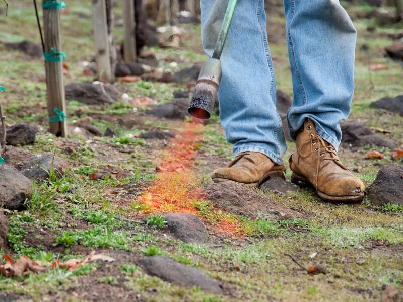 How to Get Rid of Stubborn Weeds in Your Grass