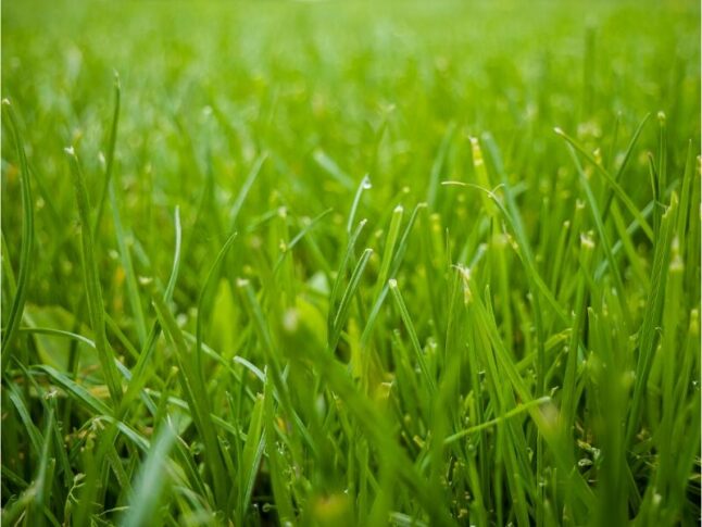 Is Grass Living?