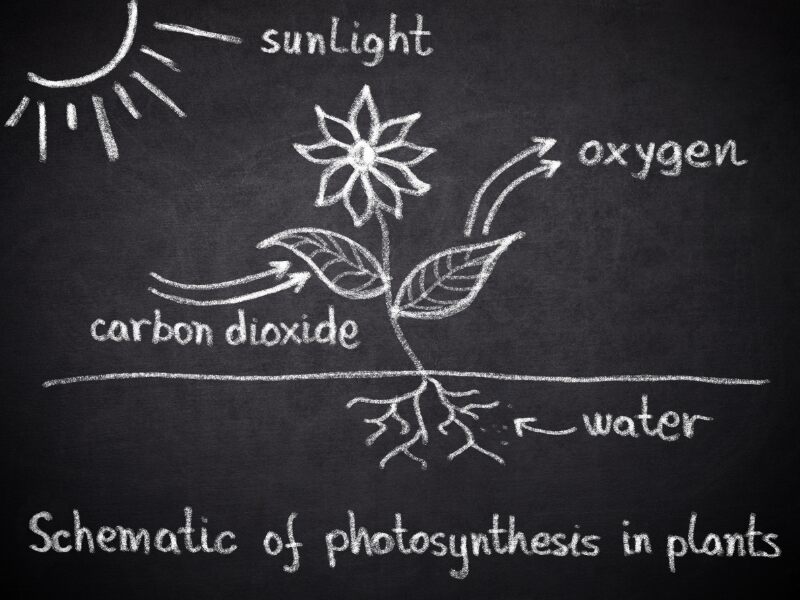Is Grass Living? - Lawnstarter