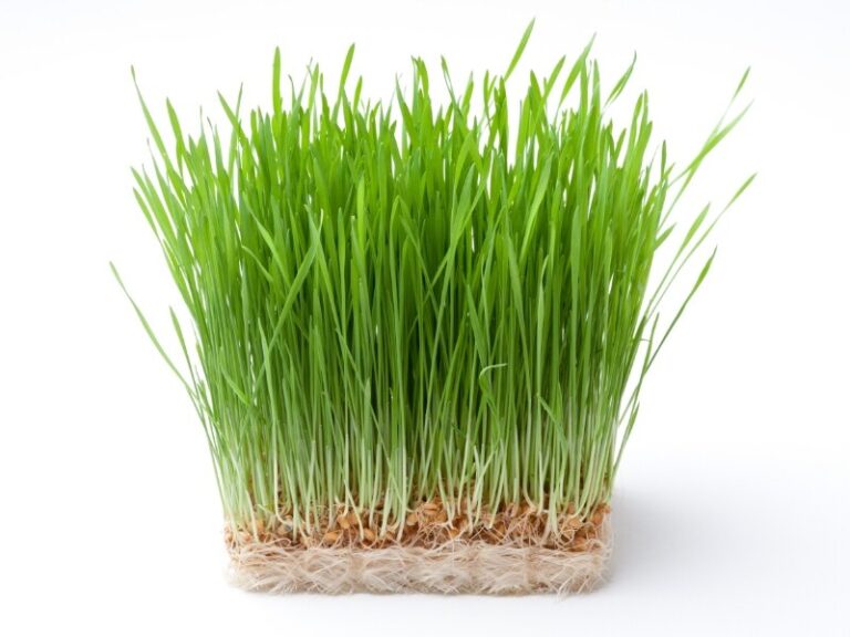 Is Grass Living?