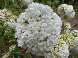 19 Stunning Native Plants for Delaware Gardens