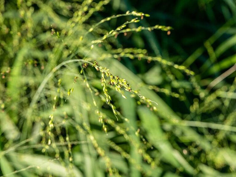 23 Common Weeds in Hawaii and How to Get Rid of Them