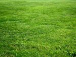 The Best Grass Seed for Indiana Lawns