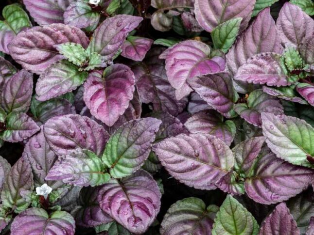 The 14 Best Low-Maintenance Ground Covers for Hawaii