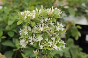 19 Stunning Native Plants for Delaware Gardens