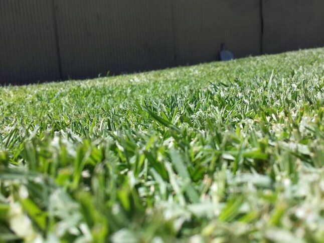 Guide to Growing Buffalograss