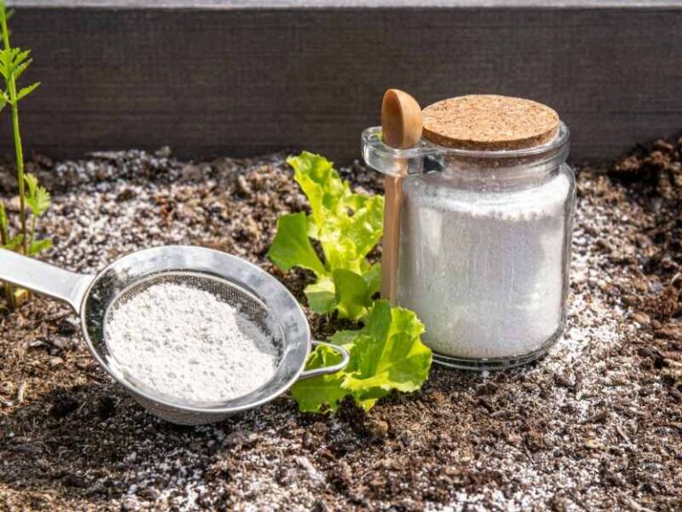 How to Use Diatomaceous Earth for Lawn Pest Control