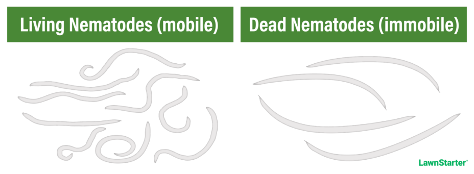 Beneficial Nematodes: Where to Buy Them and How to Use Them