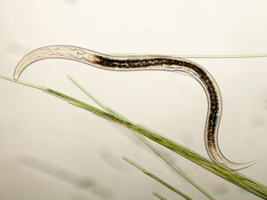 Beneficial Nematodes: Where to Buy Them and How to Use Them