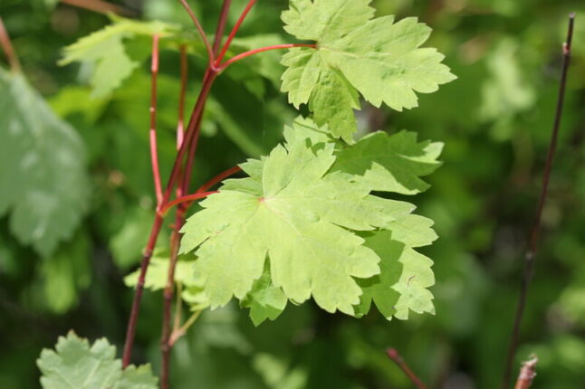 Top 10 Plants Native to Idaho