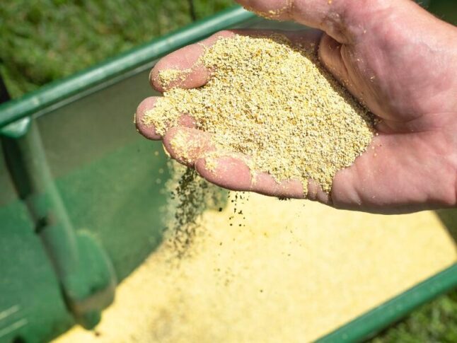 Corn Gluten Meal: All Natural Weed and Feed?