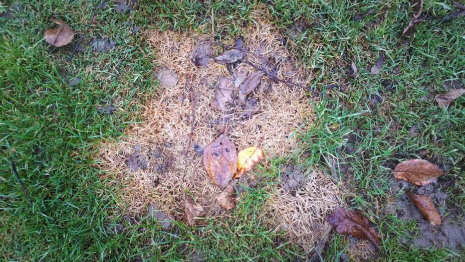 Common Lawn Diseases and How to Identify Them