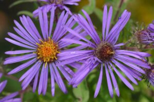 10 Native Flowers That Will Thrive In Your Chicago Garden - LawnStarter
