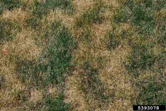 Common Lawn Diseases and How to Identify Them