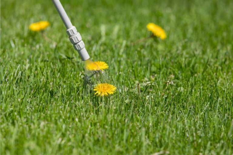 Applying Post-Emergent Herbicides to Your Lawn