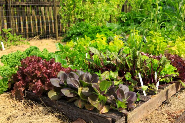Digging In: 11 Steps to Start a Vegetable Garden