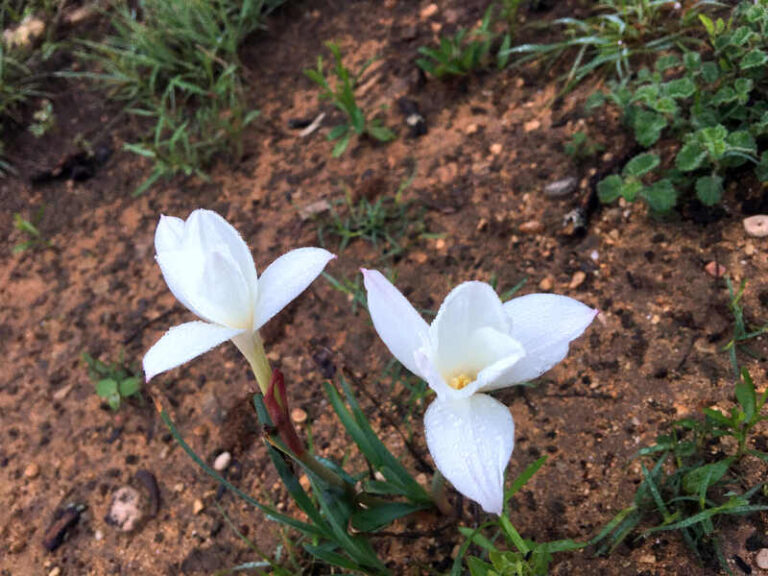 18 Night-Blooming Flowers for Your Moon Garden