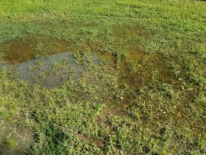 Large Patch Lawn Disease Demystified: Identification and Prevention Tips