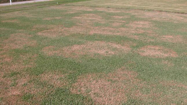 Yellow Patch: How to Identify, Control, and Prevent It