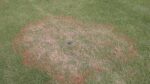 Large Patch Lawn Disease Demystified: Identification and Prevention Tips