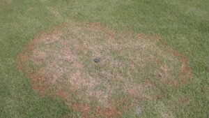 Large Patch Lawn Disease Demystified: Identification and Prevention Tips