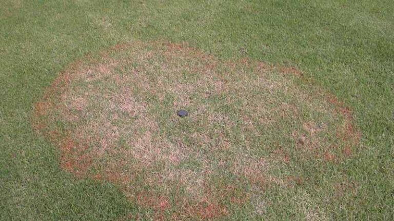 Large Patch Lawn Disease Demystified: Identification and Prevention Tips