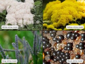 What is Slime Mold, and Does it Hurt Grass?