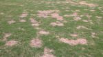 How to Identify, Control, and Prevent Spring Dead Spot Lawn Disease