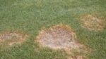 How to Identify, Control, and Prevent Summer Patch Lawn Disease