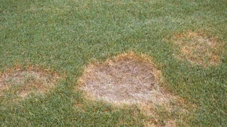 How to Identify, Control, and Prevent Summer Patch Lawn Disease