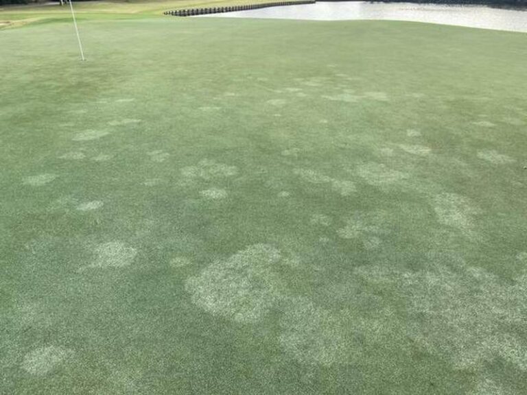 Common Lawn Diseases and How to Identify Them