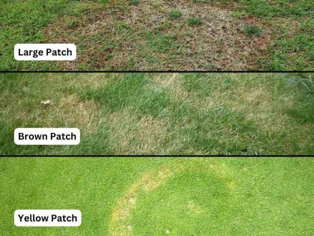 Yellow Patch: How to Identify, Control, and Prevent It