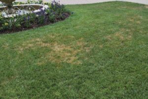 Large Patch Lawn Disease Demystified: Identification and Prevention Tips