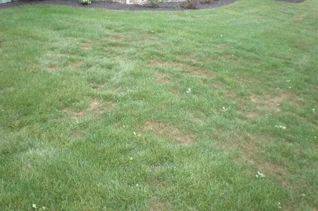 Yellow Patch: How to Identify, Control, and Prevent It