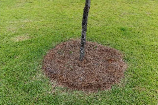 Where to Get Free Mulch