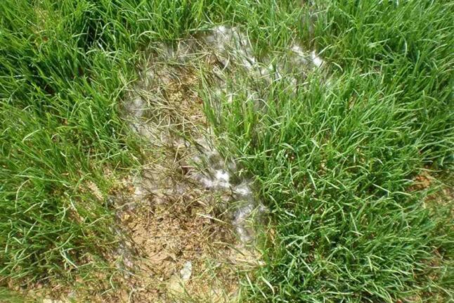 How to Identify, Control, and Prevent Summer Patch Lawn Disease