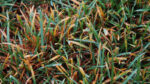 Yellow Patch: How to Identify, Control, and Prevent It