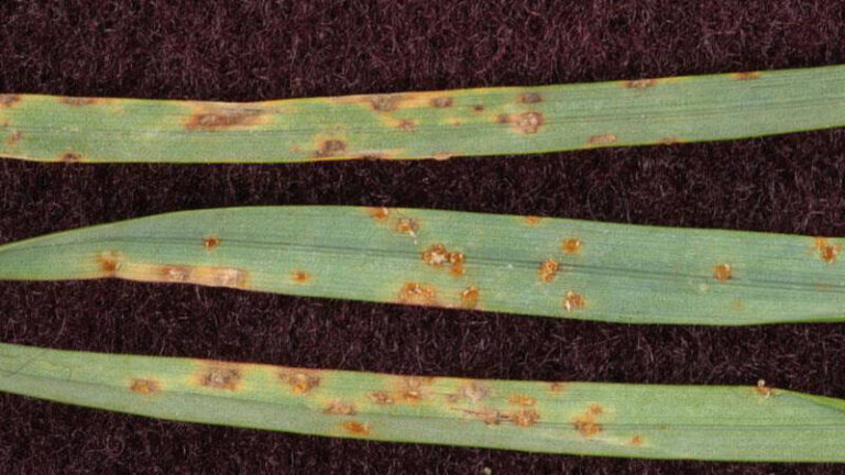 How to Identify, Control, and Prevent Leaf Rust in Grass