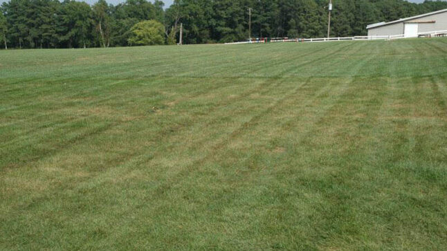 How to Identify, Control, and Prevent Leaf Rust in Grass